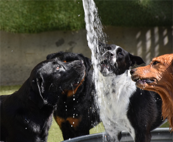 Why Doesn't Your Dog Chew His Food?