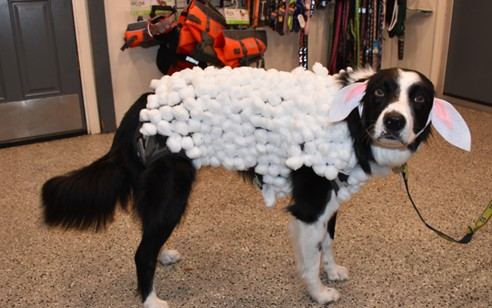 Choosing The Perfect Halloween Costume For Your Dog