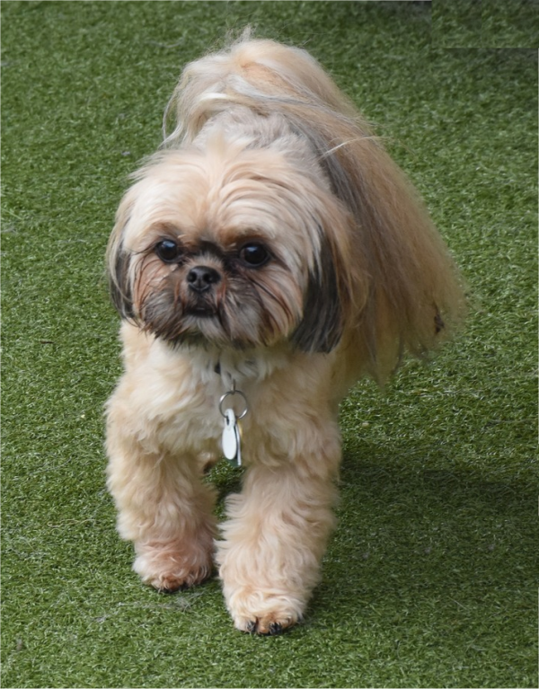 Positive Reinforcement Dog Training: Why It Works Better